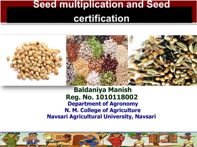 Classes of Seeds / Classification of Seeds / Category of Seeds | PPTX