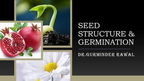 SEED GERMINATION- CLASS-V ENVIRONMENTAL STUDIES | PPT