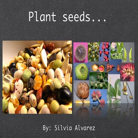 Flower and its parts 3D model PPT | PPTX