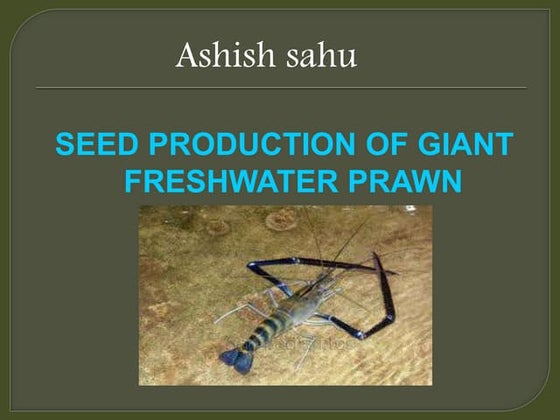 Life cycle of prawn | PPT