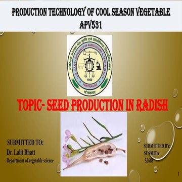 Seed production technology of Radish .pptx
