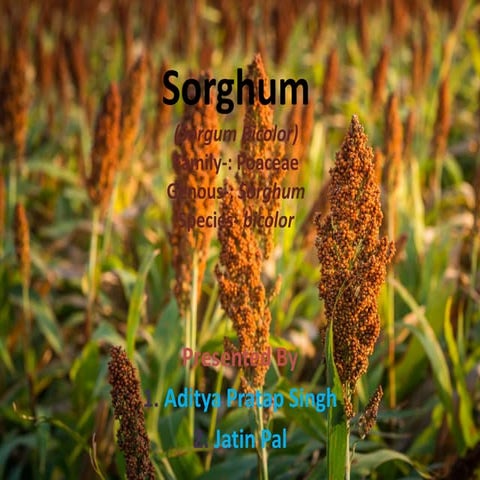 Seed Production Technology in Sorghum.pptx