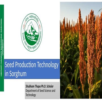 Seed Production Technology in Sorghum.pptx
