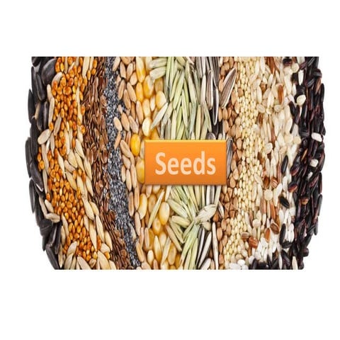 Seeds | PPTX