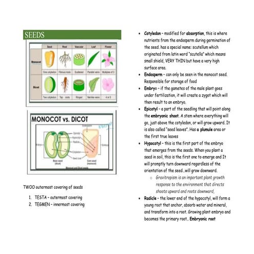 SEEDS AND FRUITS.docx