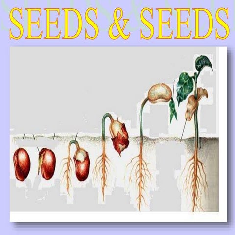 Seed Dispersal (Reproductive Biology of Angiosperms) | PPTX
