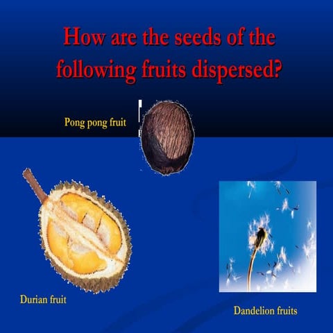 Seeds dispersal | PPT