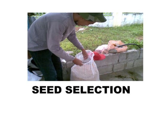Seed Quality and Characters of good quality Seeds.pptx