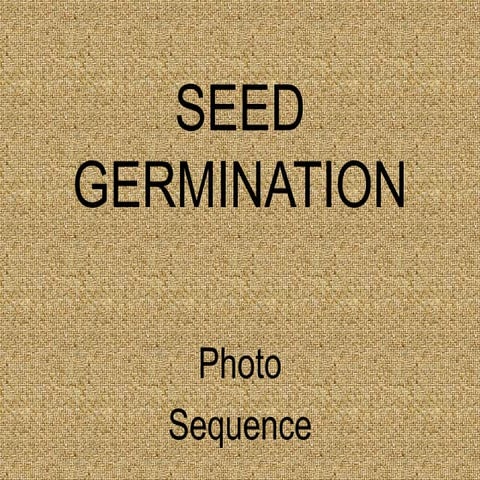 Seed Germination - Photo Sequence | PPTX