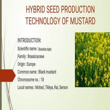Rapeseed & Mustard ppt by Haseena Shabnam | PPTX
