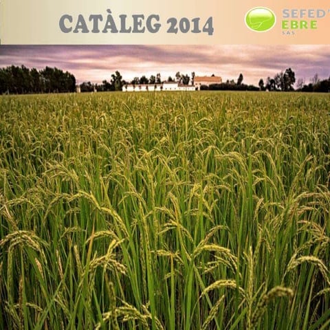 Sefed ebre català | PPT