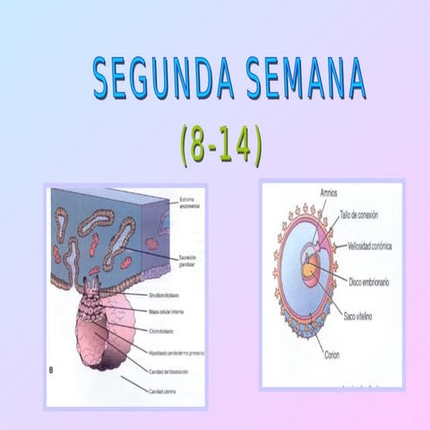 Segunda semana | PPT