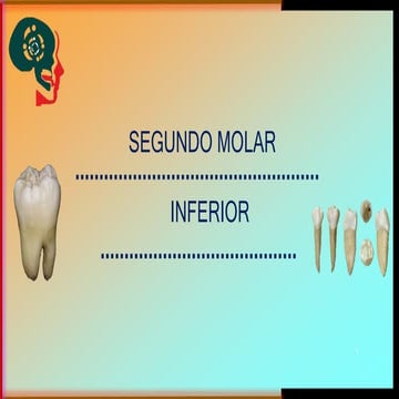 Segundo molar inferior | PPTX