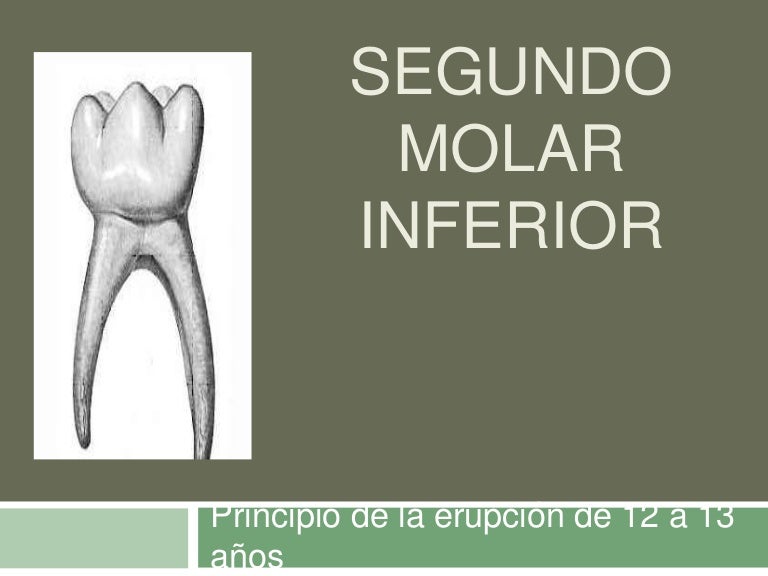 Segundo molar inferior