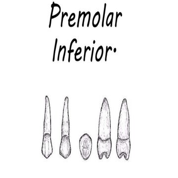 Odontologia: Anatomía dental Premolares Superiores | PPT