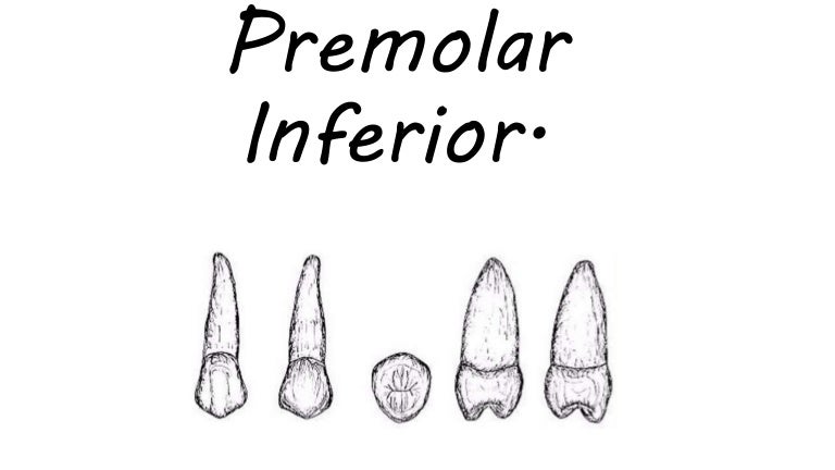 Segundo premolar inferior