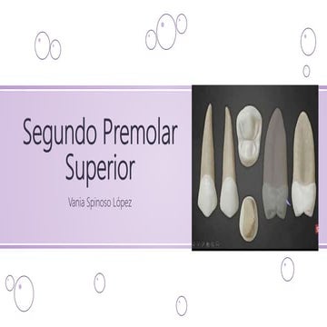 Anatoma Dental | PDF