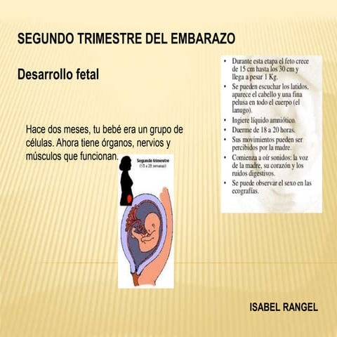 Segundo trimestre del embarazo isabel rangel | PPTX
