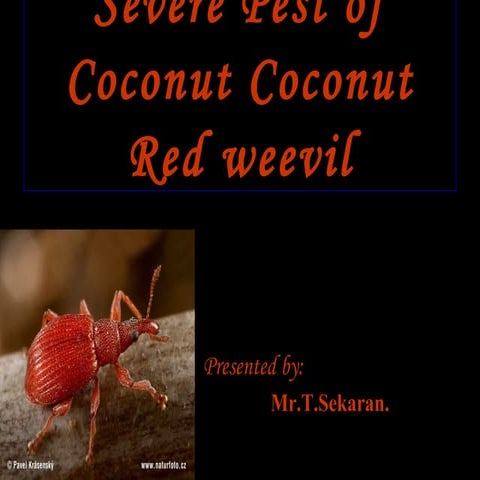 Coconut Red weevil | PPT
