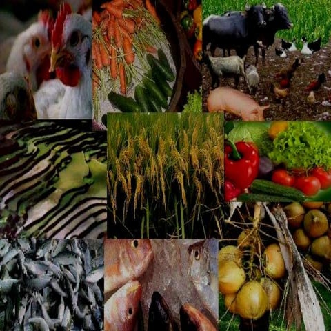 Ang Mga Sektor ng Agrikultura, paghahalaman, paghahayupan, pangugubat ...
