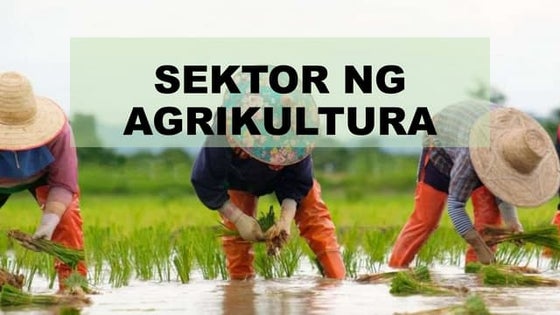 Ang Mga Sektor ng Agrikultura, paghahalaman, paghahayupan, pangugubat ...