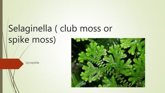 Morphology, Structure and Reproduction of Equisetum. | PPT