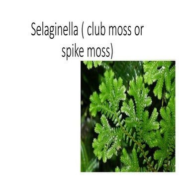 Structure, reproduction, life history and systematic position of ...