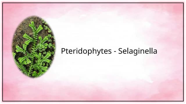 Selaginella: features, morphology ,anatomy and reproduction. | PPTX