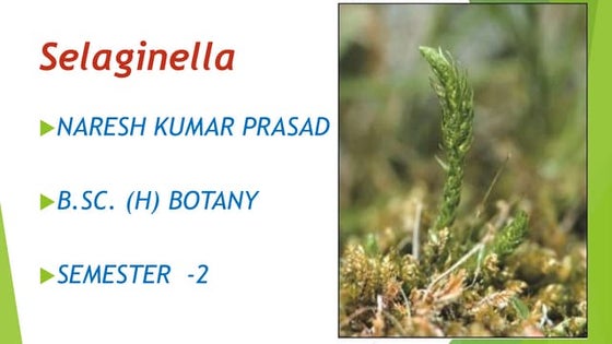 Equisetum | PPT