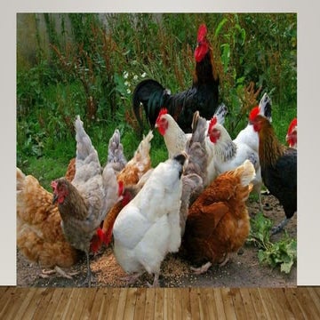 Philippine Native Chicken: The BANABA NATIVE CHICKEN of CALABARZON | DOCX