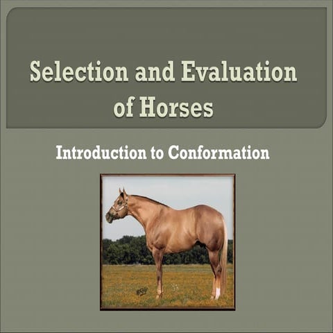 SElection and evaluation of horses. Equineppt | PPT
