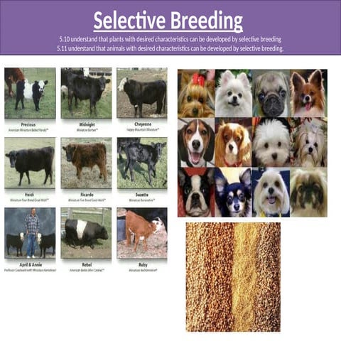 SELECTIVE BREEDING igcsebiologyedexcell5-140916213510-phpapp01.pptx