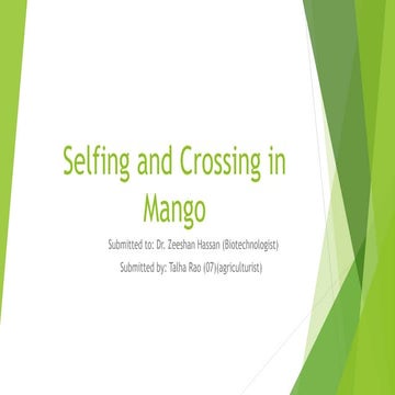 Selfing and crossing in mango | PPTX