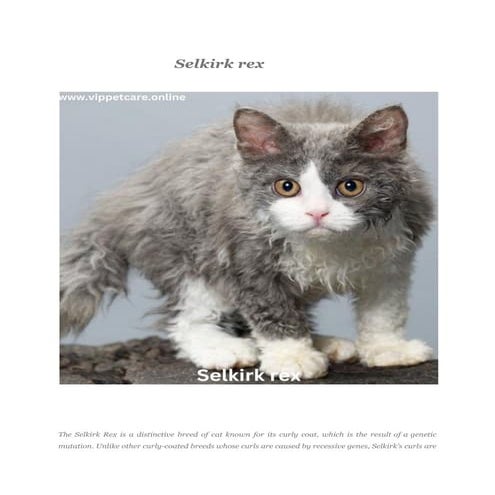 Get to Know the Unique and Playful Selkirk Rex Breed of Cats|Selkirk ...