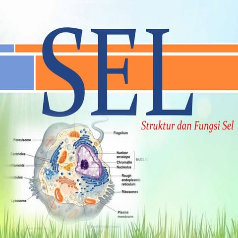 Struktur dan Fungsi Sel, Materi Biologi kelas 10 | PPTX