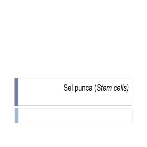 Sel punca | PPTX