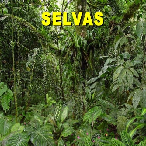 Selvas | ODP
