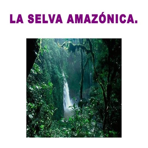 Selva amazonica ana irene | ODP
