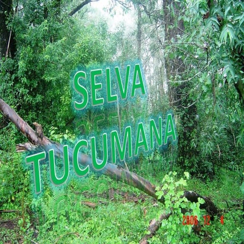Selva tucumana | PPTX