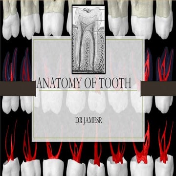 Morphology and internal anatomy of root canal system | PPTX