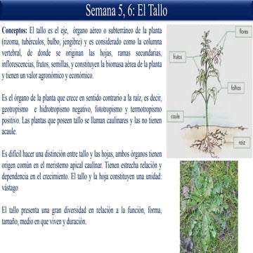 5.2 Clasificacion Tallo.pdf partes de un tallo | PDF