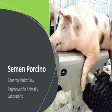 Semen Porcino Reproducción Animal y Laboratorio | PPTX