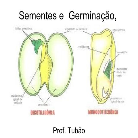 Aula 02- Anatomia foliar, estudo das folhas | PPT