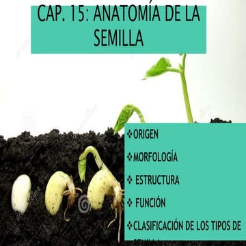 ANATOMÍA DE LA SEMILLA | PPTX