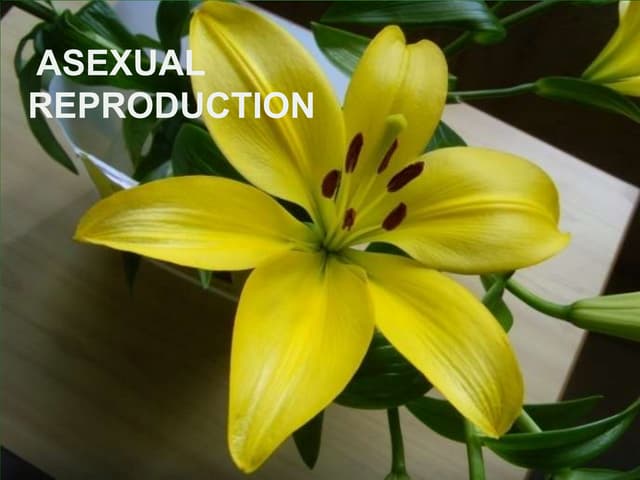 Sexual And Asexual Reproduction In Plants Pptx 5618