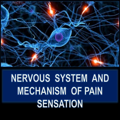 Nervous system and mechanism of pain sensation | PPTX