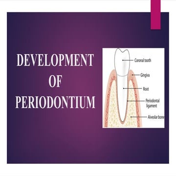 Development of Periodontium (Basics of Periodontology) | PPTX