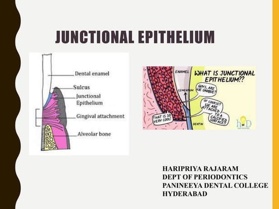 Epithelial Attachment Surface Modification Via Plasmid Mediated