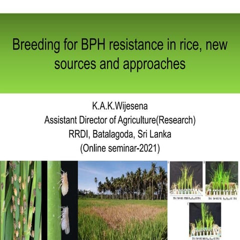 BPH Resistance in rice, new sources and approaches | PPTX