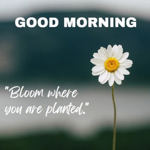 Biting mechanism of poisonous snakes.pdf